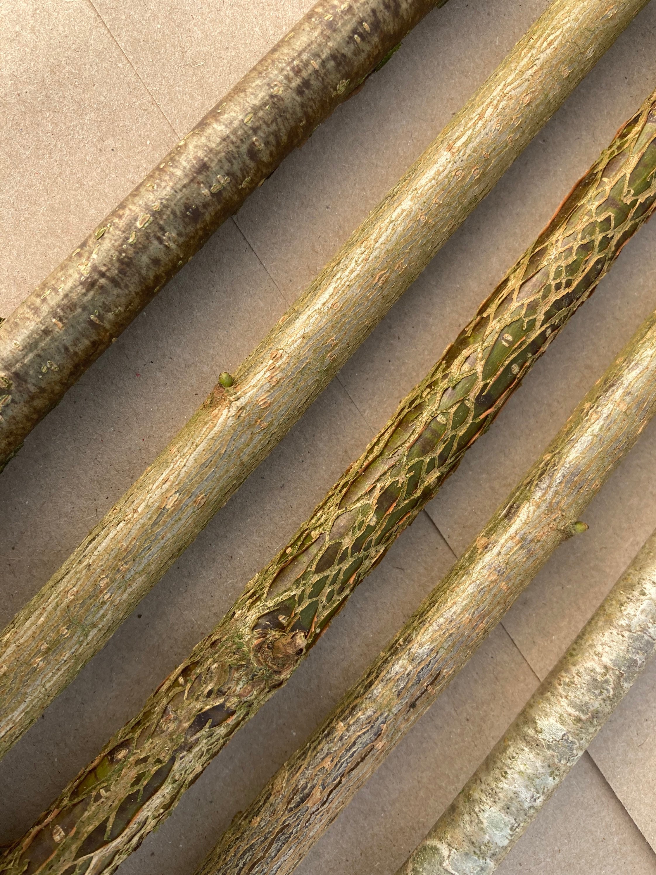 Natural English Hazel Sticks packs of 5 Wood Craft Art - Etsy UK