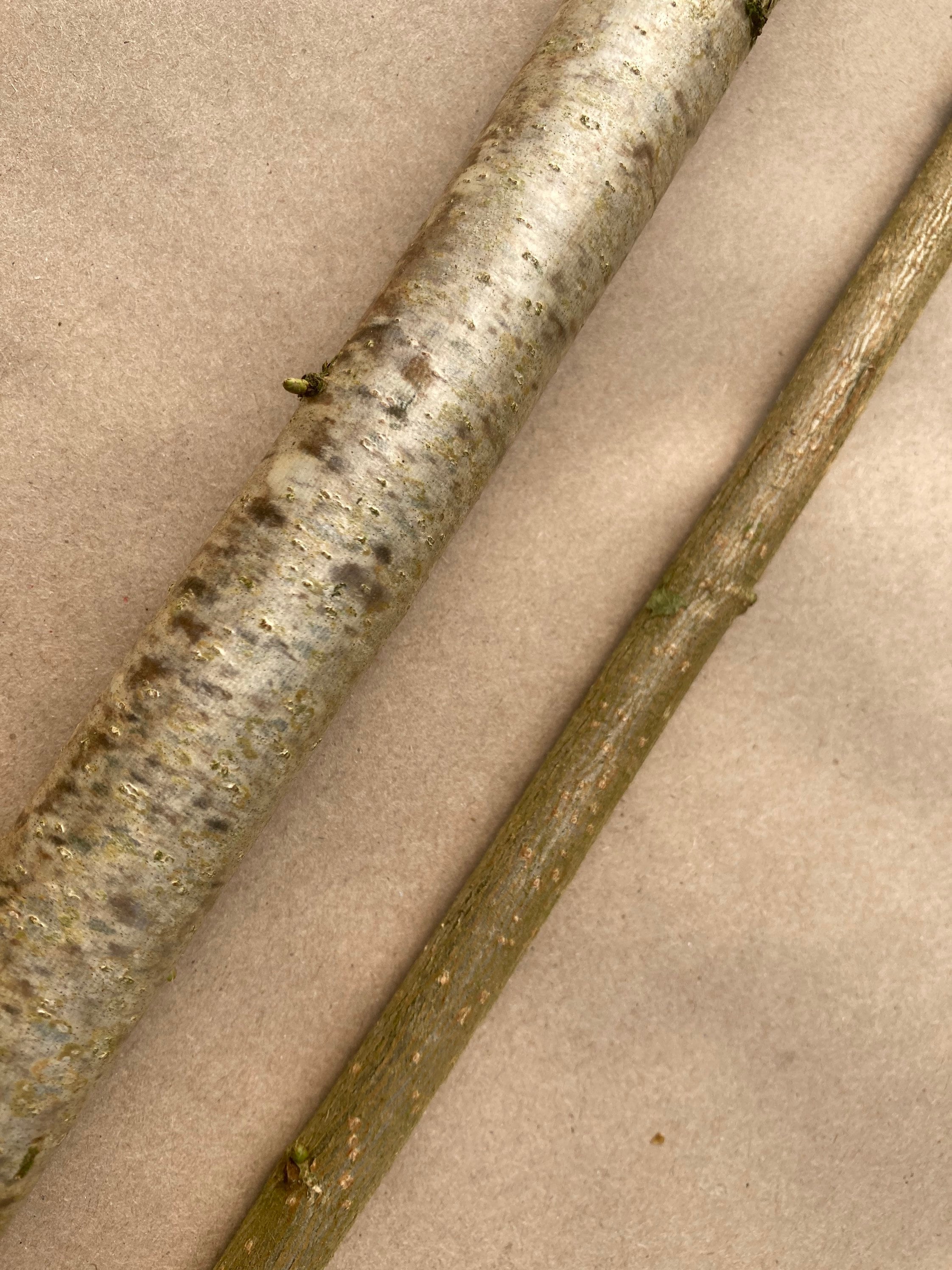 Natural English Hazel Sticks packs of 5 Wood Craft Art - Etsy UK