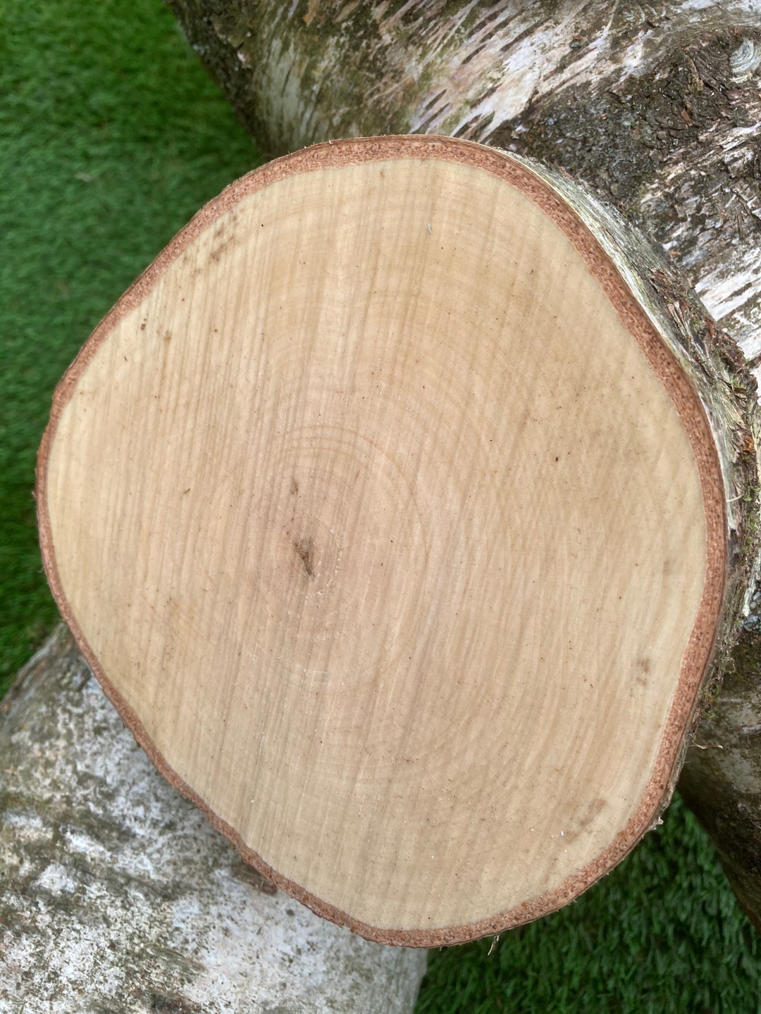 Natural Silver Birch Hardwood Round Log Slices Rustic Green Hard Wood ...