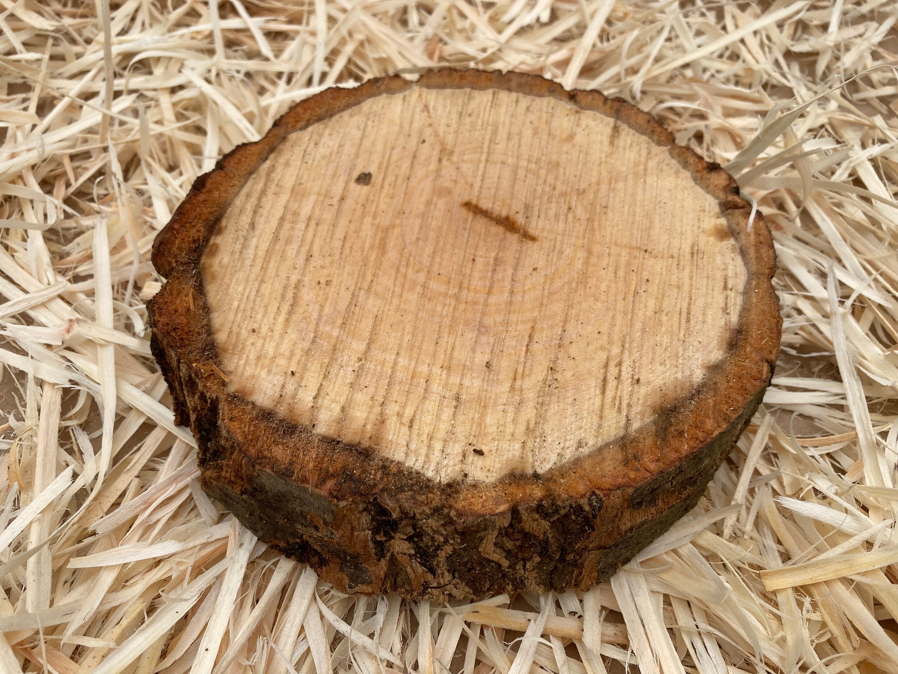 Natural Round Log Slices Rustic Green Wood Slice for Crafts - Etsy