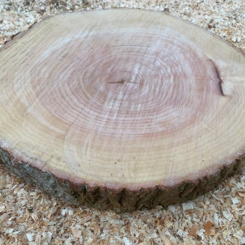 Natural Round Log Slices Rustic Green Wood Slice for Crafts - Etsy