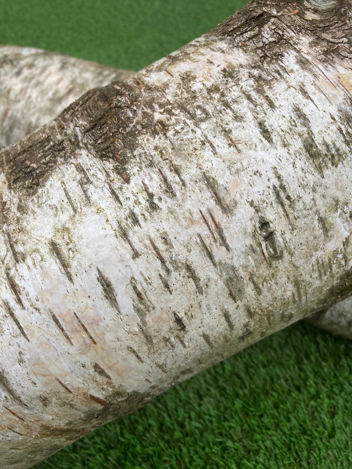 Natural Silver Birch Hardwood Round Log Slices Rustic Green Hard Wood ...