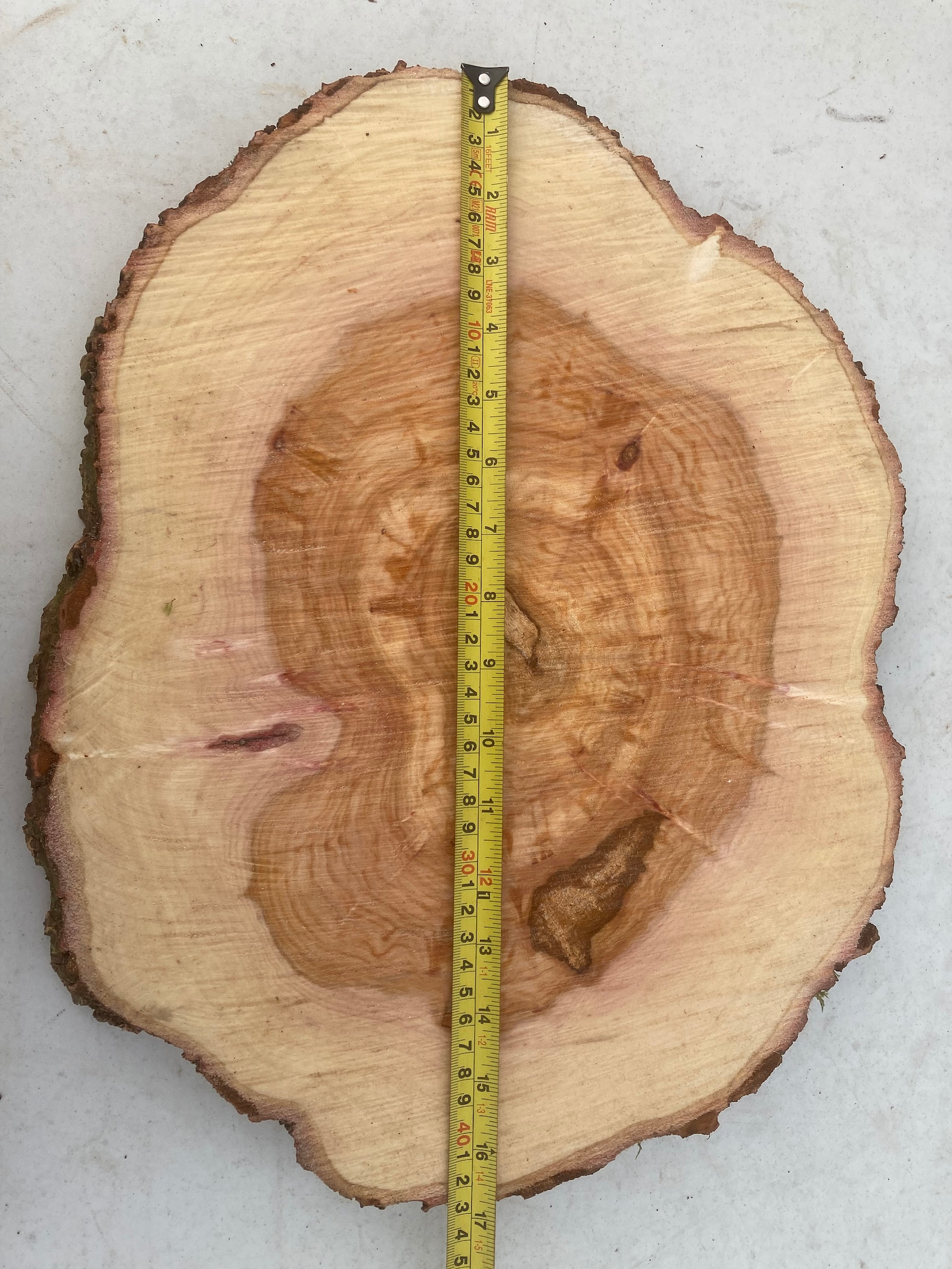 Natural Round Log Slices Rustic Green Wood Slice for Crafts - Etsy