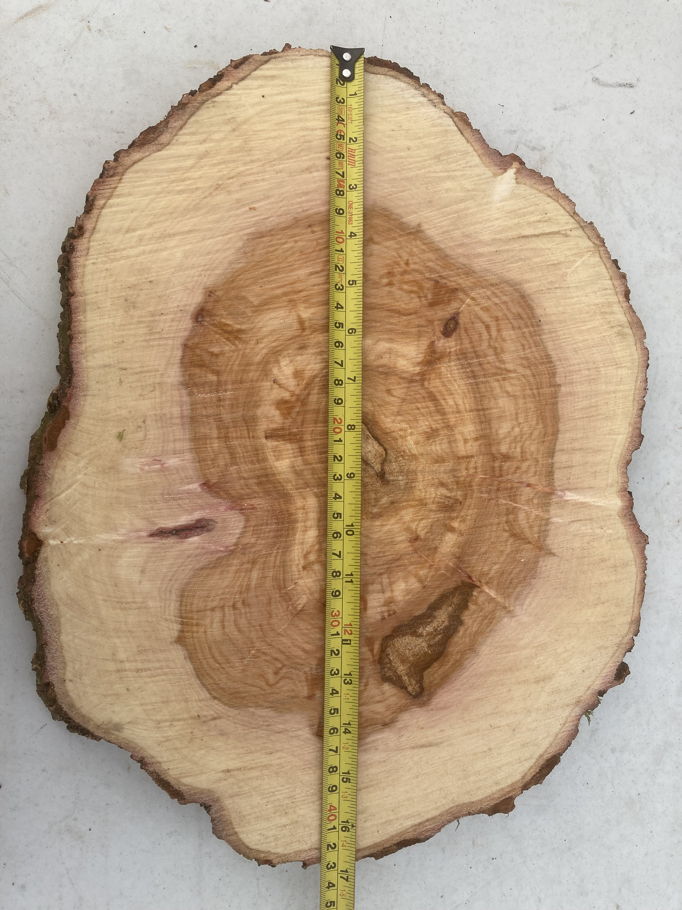 Natural Round Log Slices Rustic Green Wood Slice for Crafts - Etsy