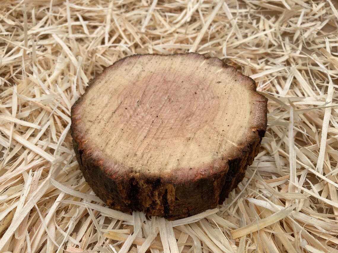 Natural Round Log Slices Rustic Green Wood Slice for Crafts - Etsy
