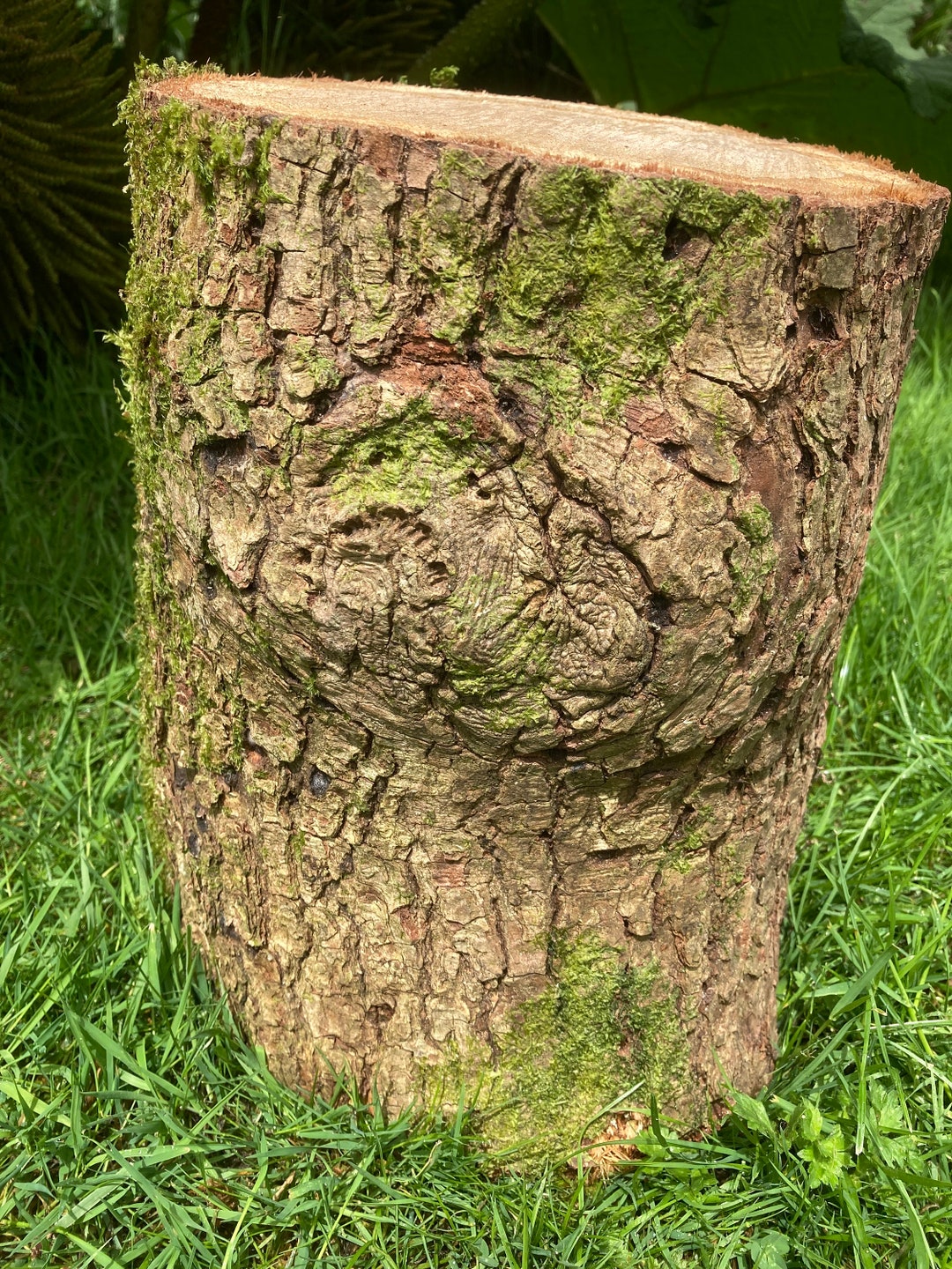 Large Oak Log Stump | Natural Rustic Tree Trunk for Garden Stumpery ...