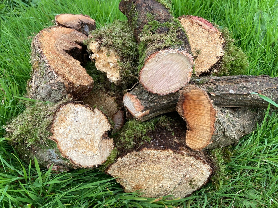 Garden Habitat Log Pile Pack / Natural Wildlife Wood Home for Insects and Small Mammals, Ethical ...