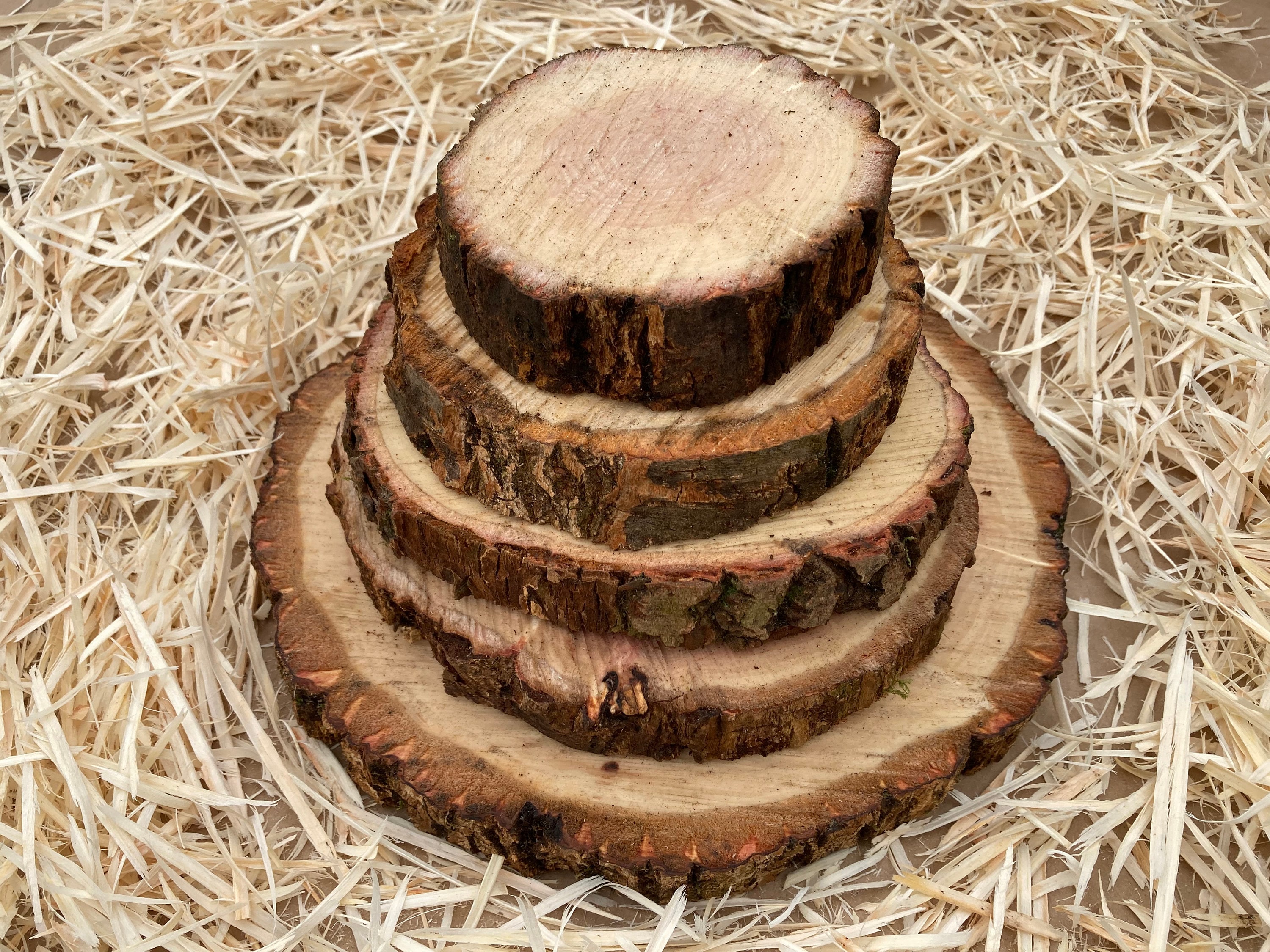 Natural Round Log Slices Rustic Green Wood Slice for Crafts - Etsy