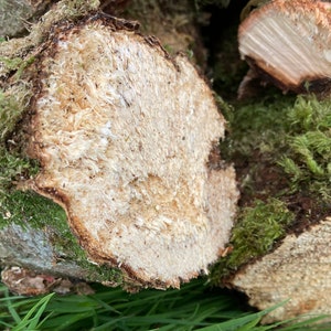 Garden Habitat Log Pile Pack / Natural Wildlife Wood Home for Insects ...