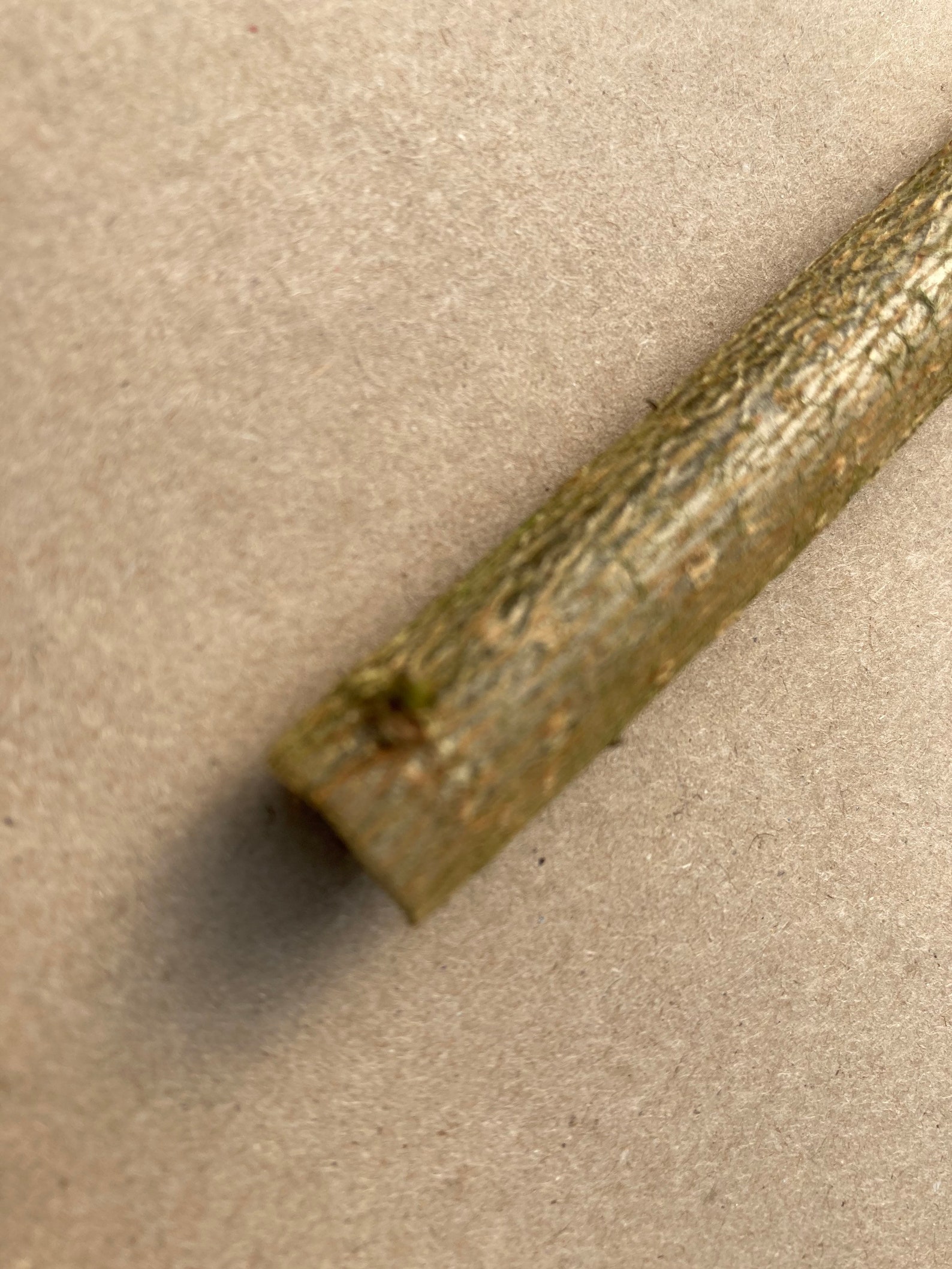 Natural Hazel Wood Sticks | English Hazel Branches for Crafts, Wands ...