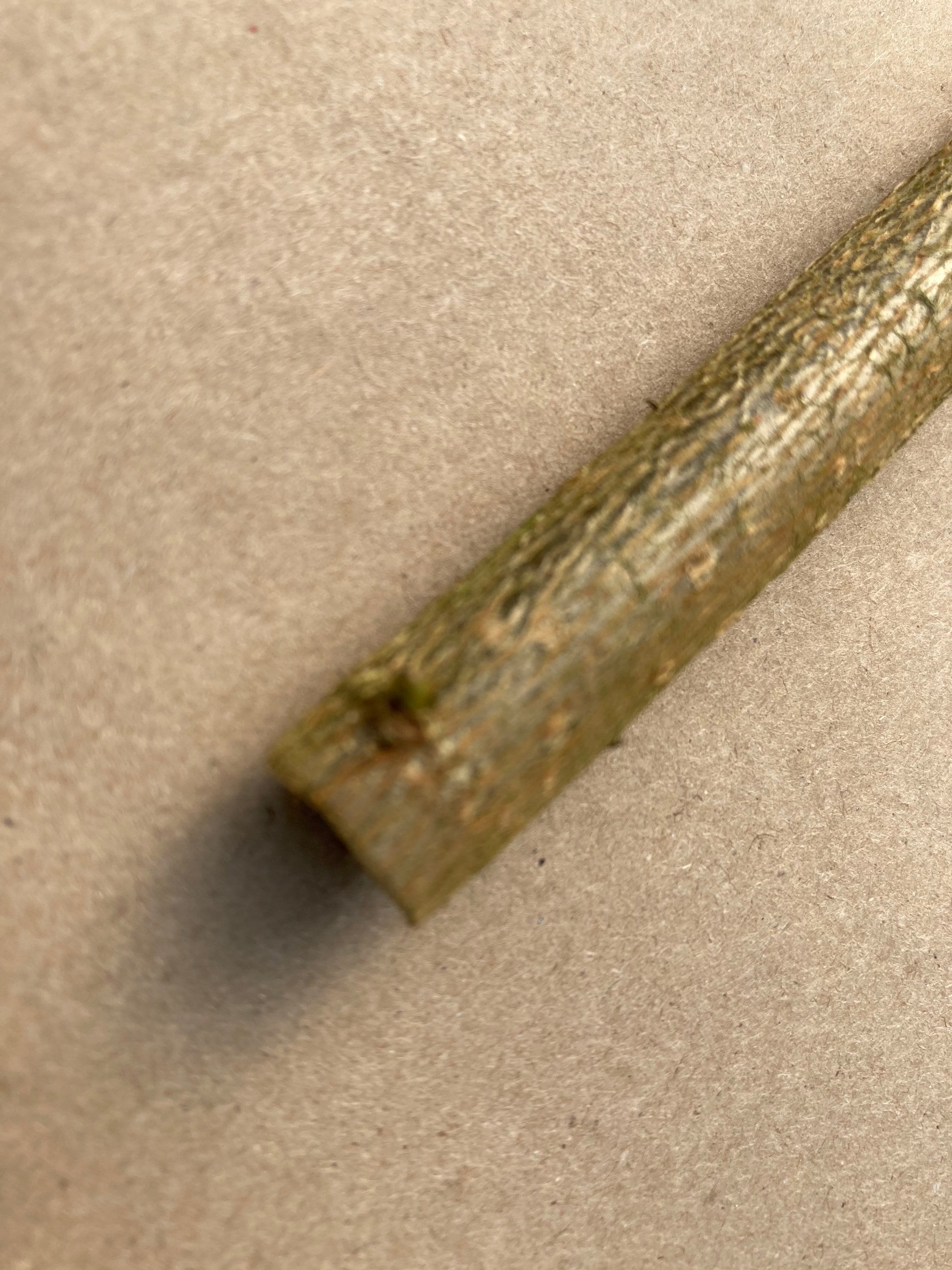 Natural English Hazel Sticks packs of 5 Wood Craft Art - Etsy UK