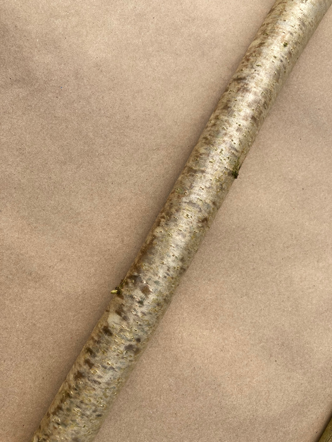 Natural English Hazel Sticks packs of 5 Wood Craft Art - Etsy UK