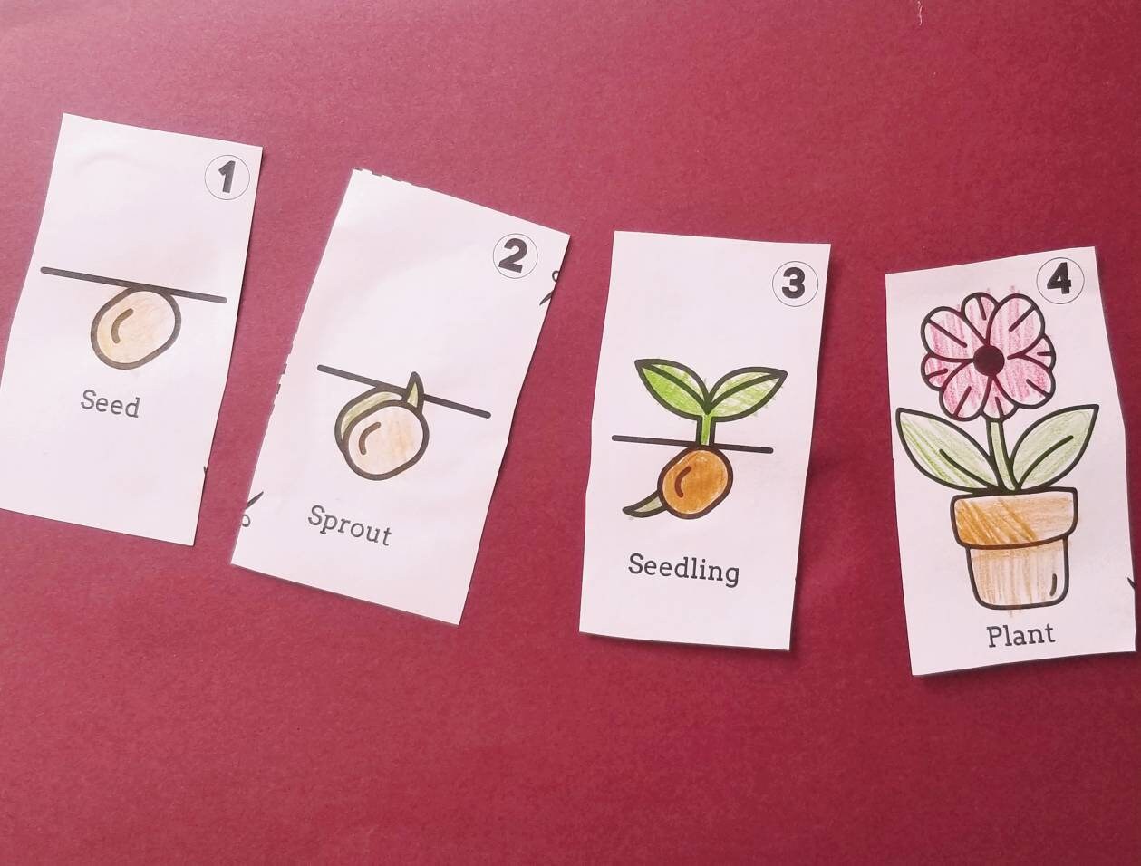 Build a Flower, and Life Cycle of a Plant Color and Cut Activities. - Etsy