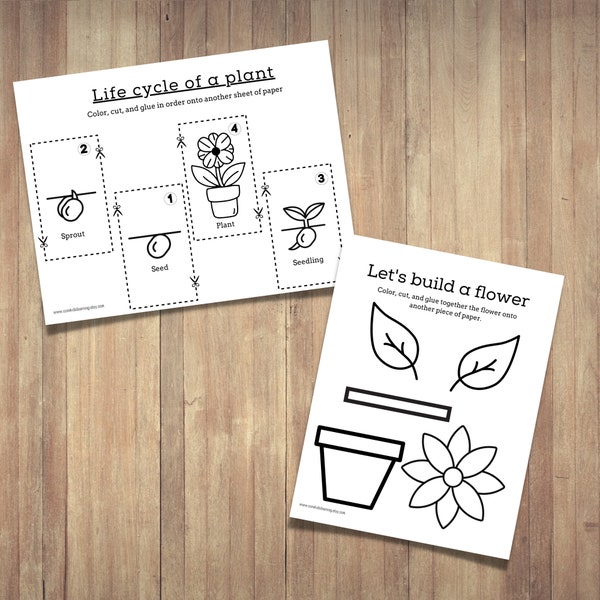 Plant Life Cycle Clip Art - Etsy