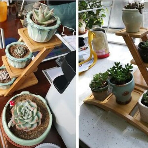 Succulent Tabletop - Etsy