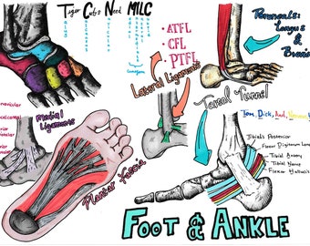Foot and Ankle Anatomy Poster - Etsy UK