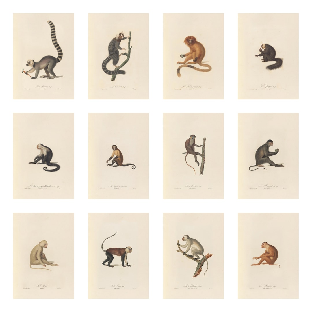 Set of 13 Vintage Monkey Illustrations, Printable Wall Art, Monkey Art ...