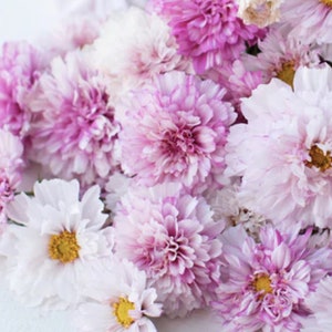 20 Double Click Bicolor Pink Cosmos Flower Seeds / Flower Seeds ...