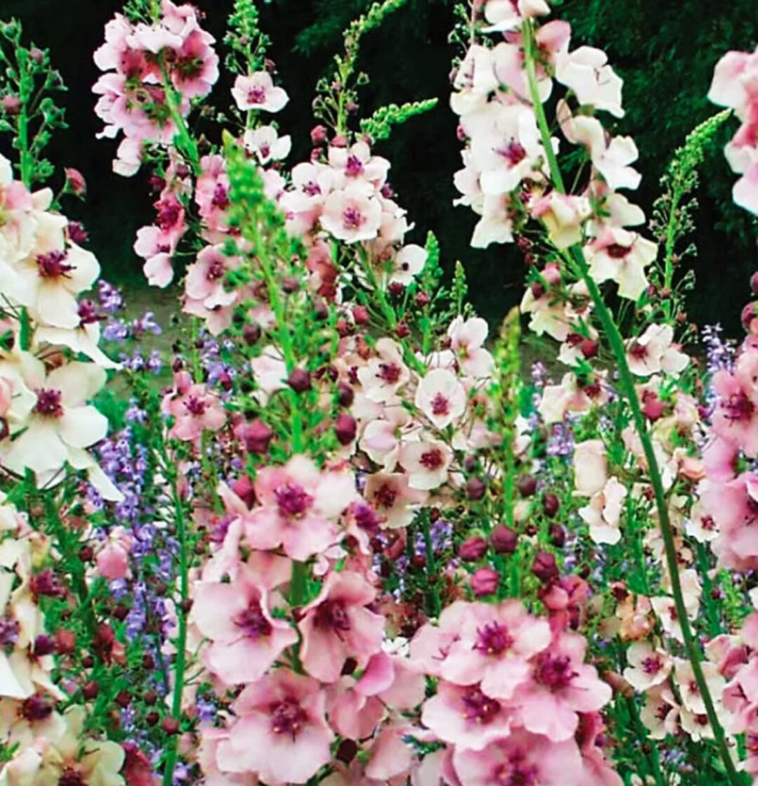 Verbascum Phoeniceum Temptress Flower Mix Flower Seeds / Mullein Mix ...