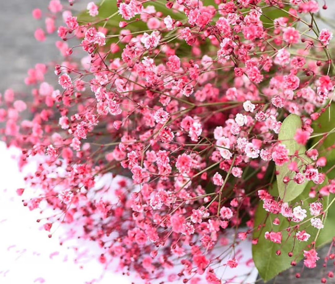 Crimson Baby's Breath Seeds, Garden Flower Seeds, for Bouquet Filler ...