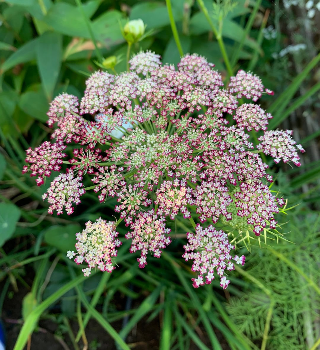 50+ Dara Daucus Flower Seeds / Daucus Carota / False Queen Anne's Lace ...