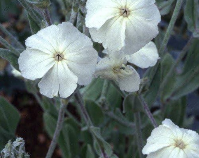 50 WHITE LYCHNIS Coronaria Alba (white Rose Campion / Evening Lychnis ...
