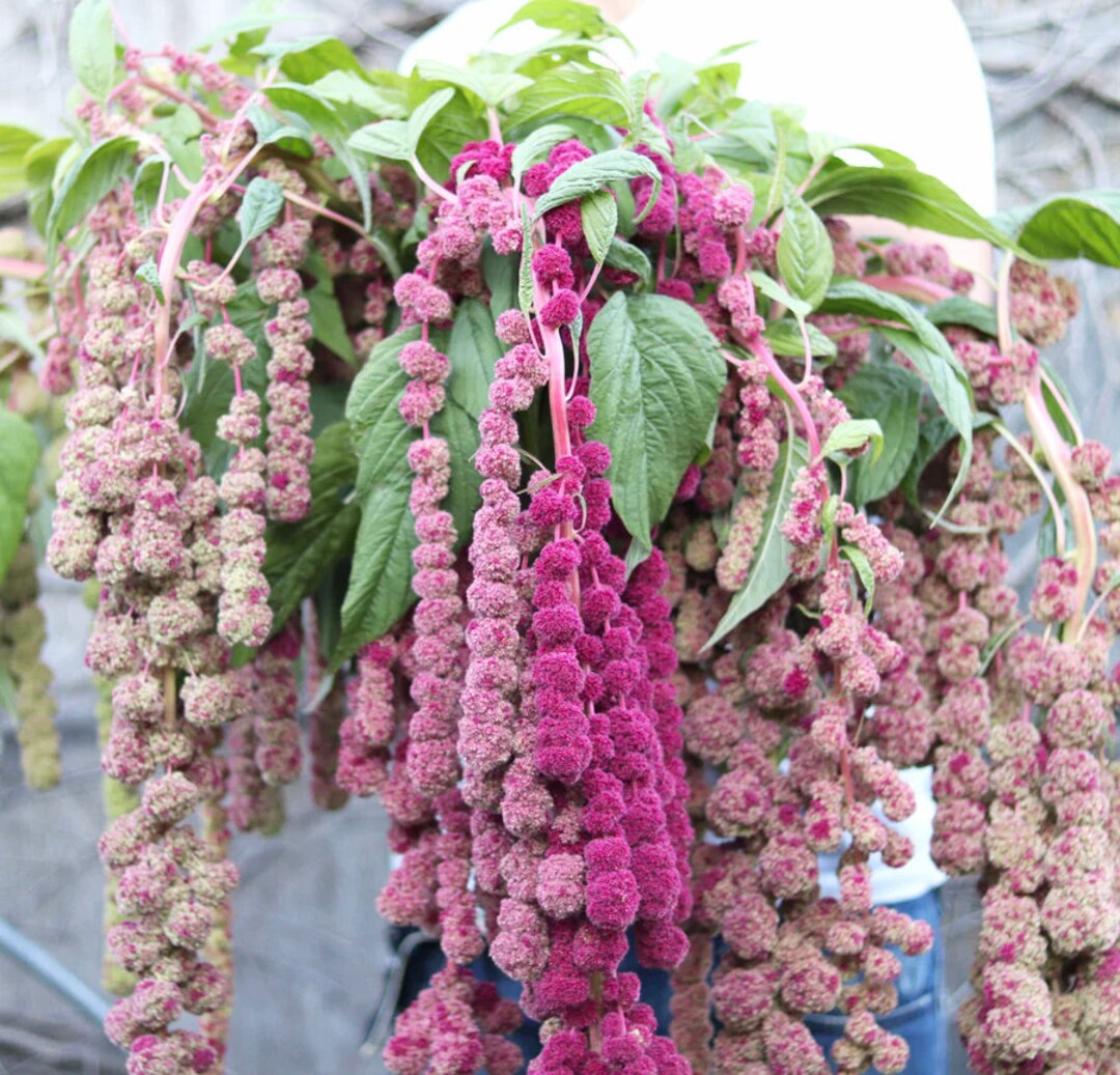 100+ Unique Amaranthus Mira Flower Seeds / Trailing Amaranth Flower ...