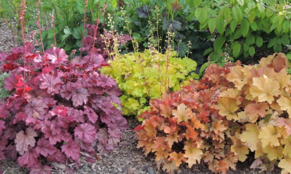 30+ Heuchera Hybrid Mix Seeds / Coral Bells Mix Seeds / Cottage Garden ...