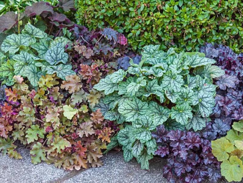 30+ Heuchera Hybrid Mix Seeds / Coral Bells Mix Seeds / Cottage Garden ...