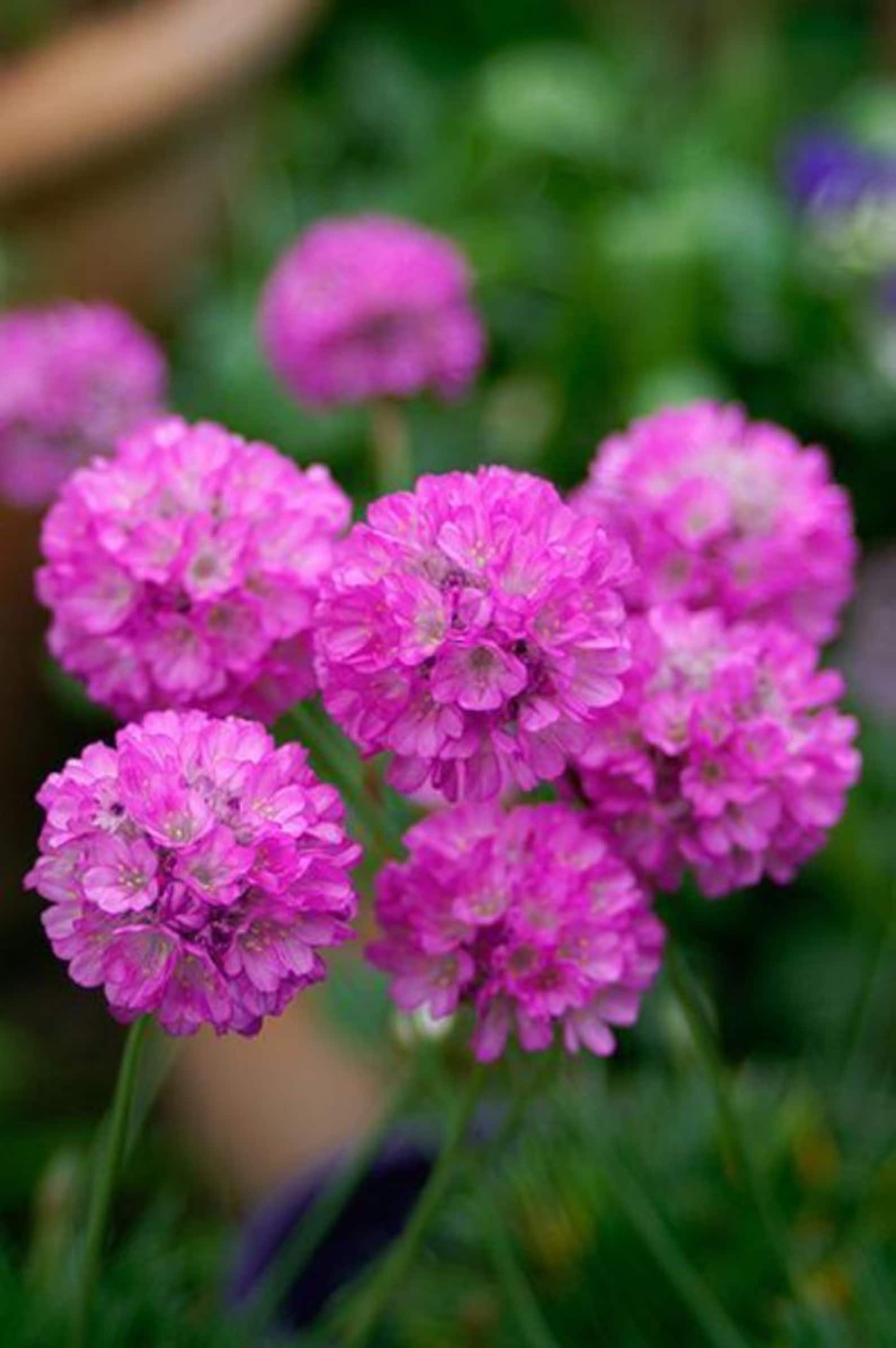 Armeria Maritima 'splendens' - Sea Thrift Pink Perennial Flower Seeds ...