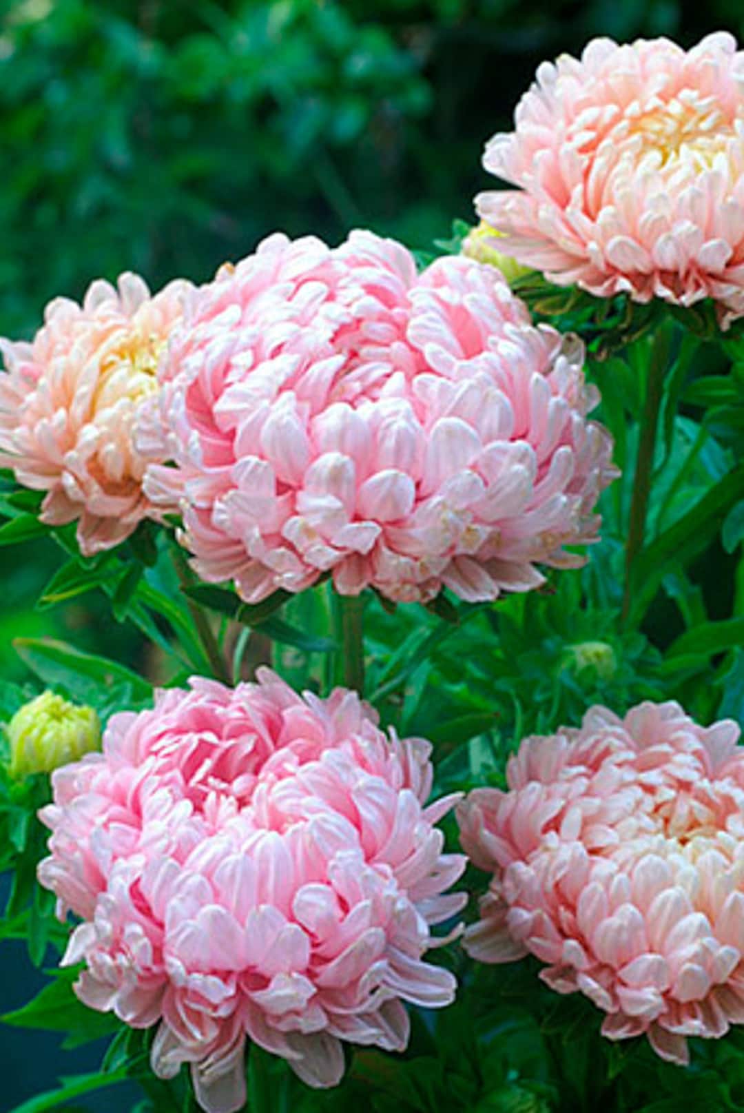 Duchess Peony Aster Seeds, Apricot Pink, Cut Flower Bouquet, 25 Seeds ...