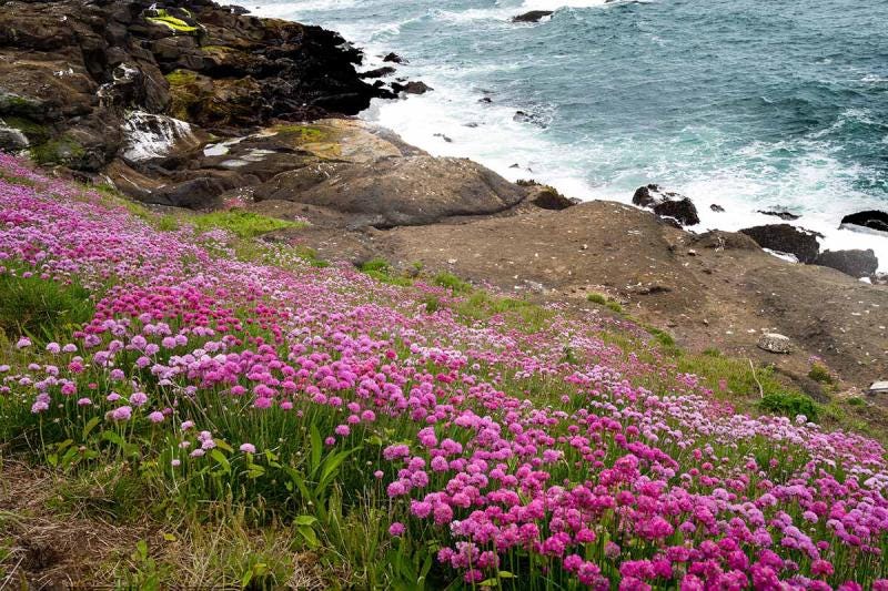 Armeria Maritima 'splendens' - Sea Thrift Pink Perennial Flower Seeds ...