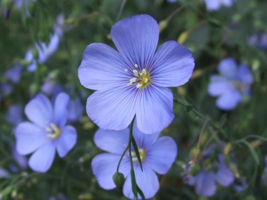 50+ Linum Blue Flax Perennial Seeds / Linum Perenne / Cottage Garden ...