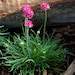 Armeria Maritima 'splendens' - Sea Thrift Pink Perennial Flower Seeds ...