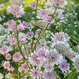10 Rare Astrantia Major Flower Seeds / Greater Masterwort / Classic ...