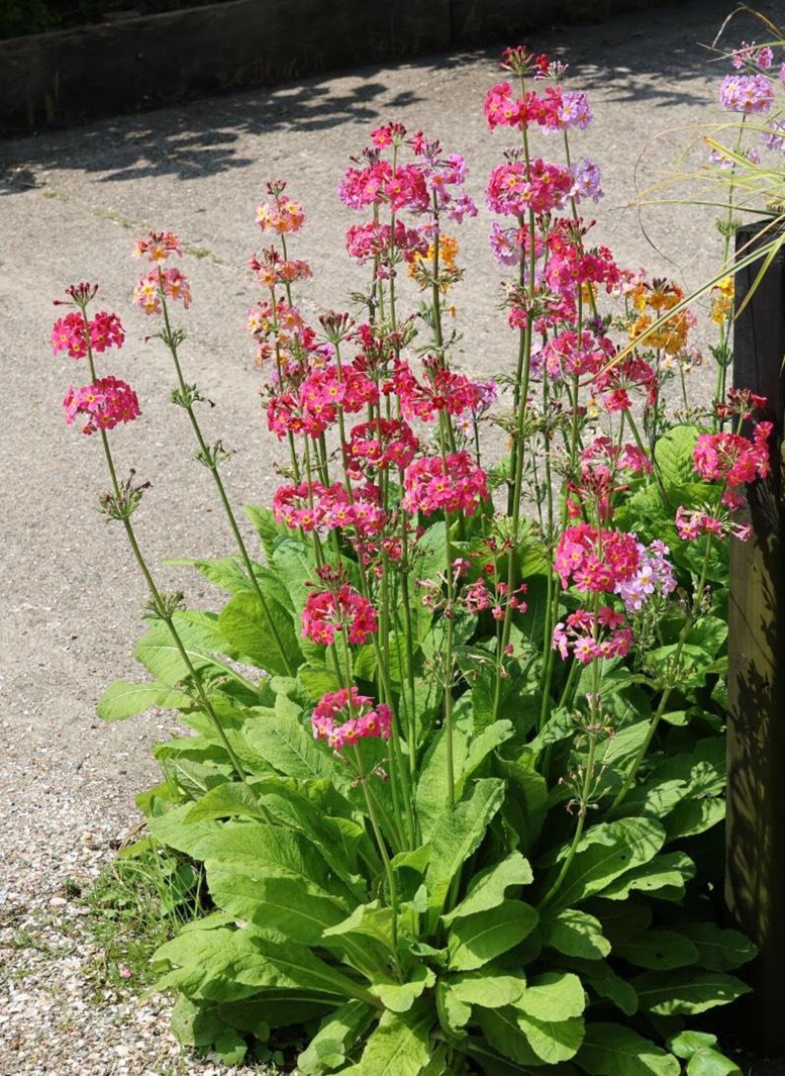 Rare Candelabra Primrose Seeds, PRIMULA X Bulleesiana, English Cottage ...