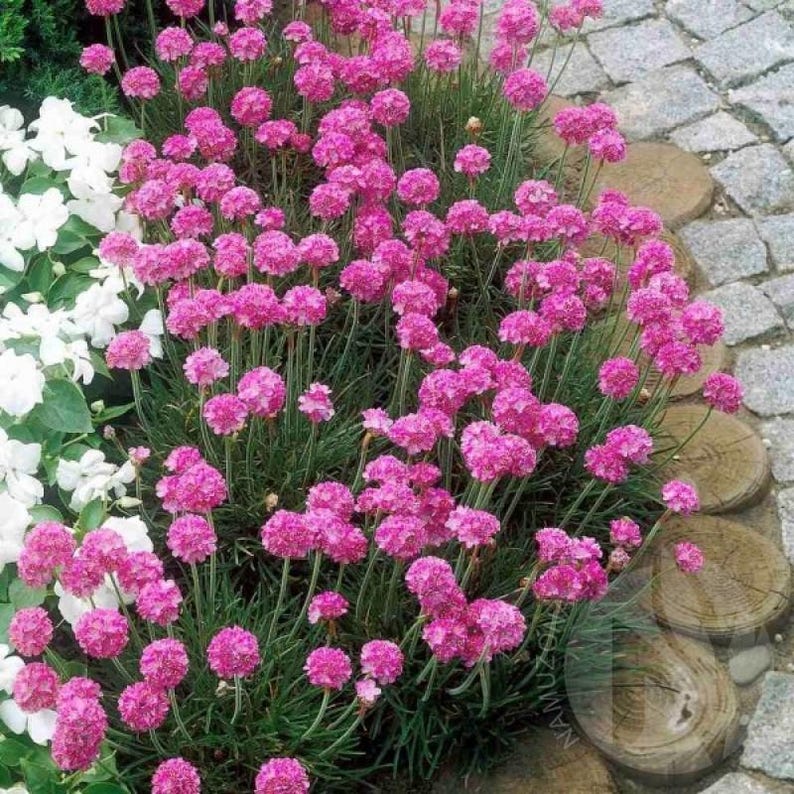 Armeria Maritima 'splendens' - Sea Thrift Pink Perennial Flower Seeds ...