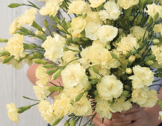 Yellow Dianthus Caryophyllus