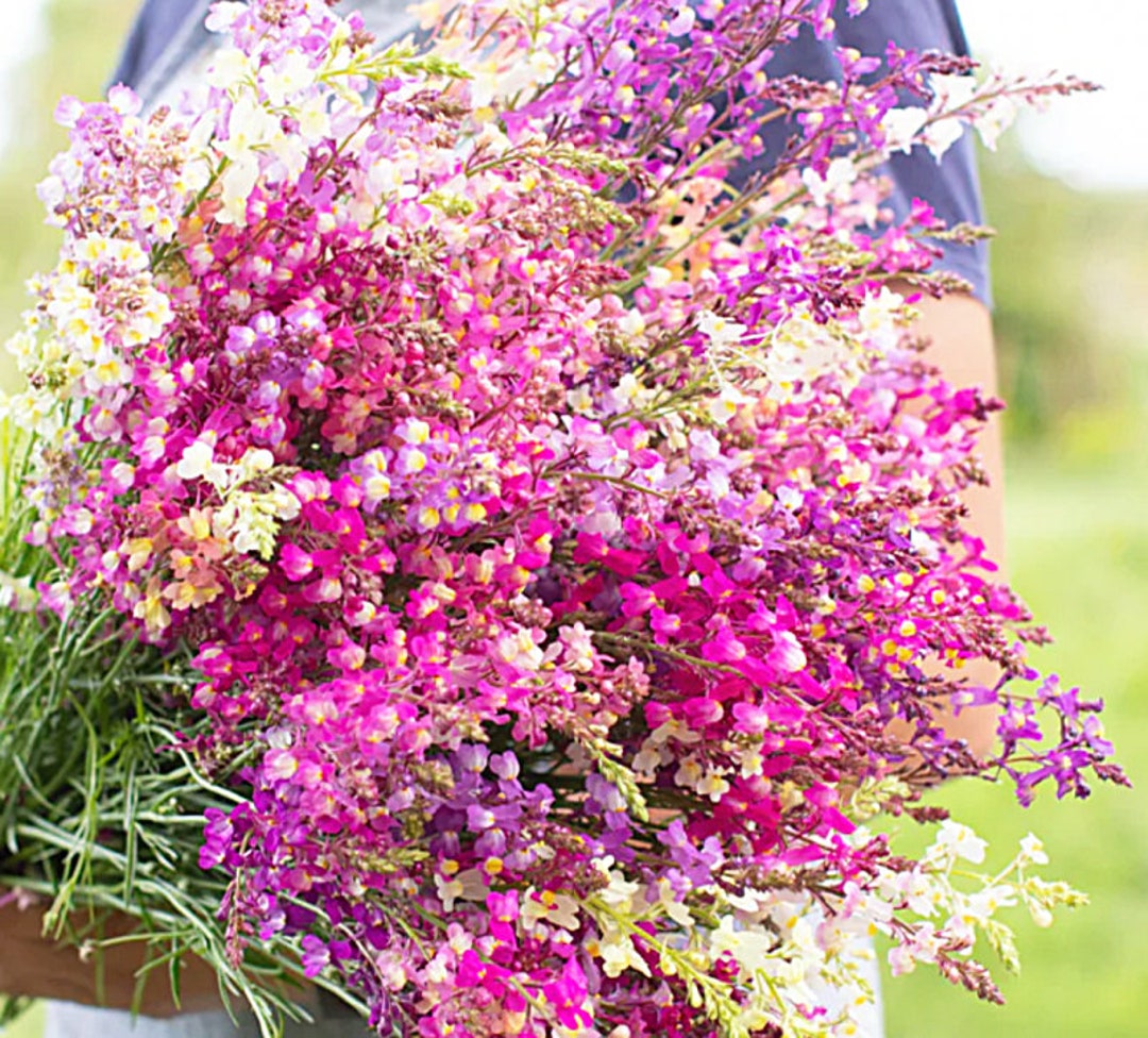 100+ Linaria Northern Lights Mix Garden Seeds / Toadflax / Baby ...
