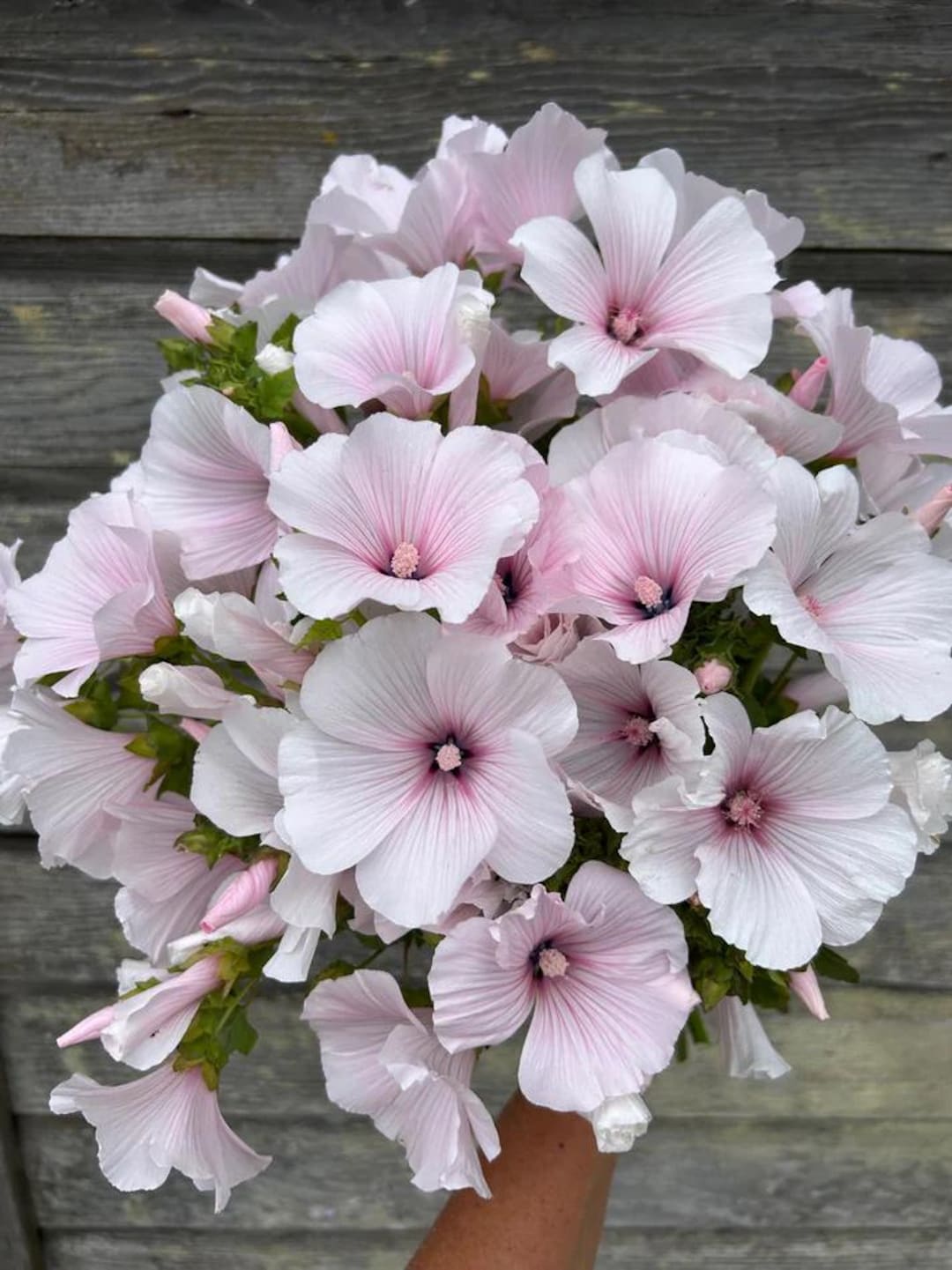 25+ Lavatera Pink Regis Seeds /lavatera Trimestris / Easy to Grow ...