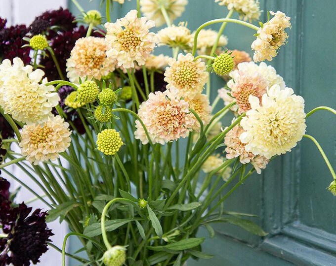 20 SCABIOSA Fata Morgana- Great for the Flower Bed or Patio Containers ...