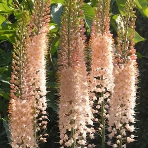 10 Seeds, Rare Eremurus Desert Candle - Salmon Pink/ Unique Tall Plant ...