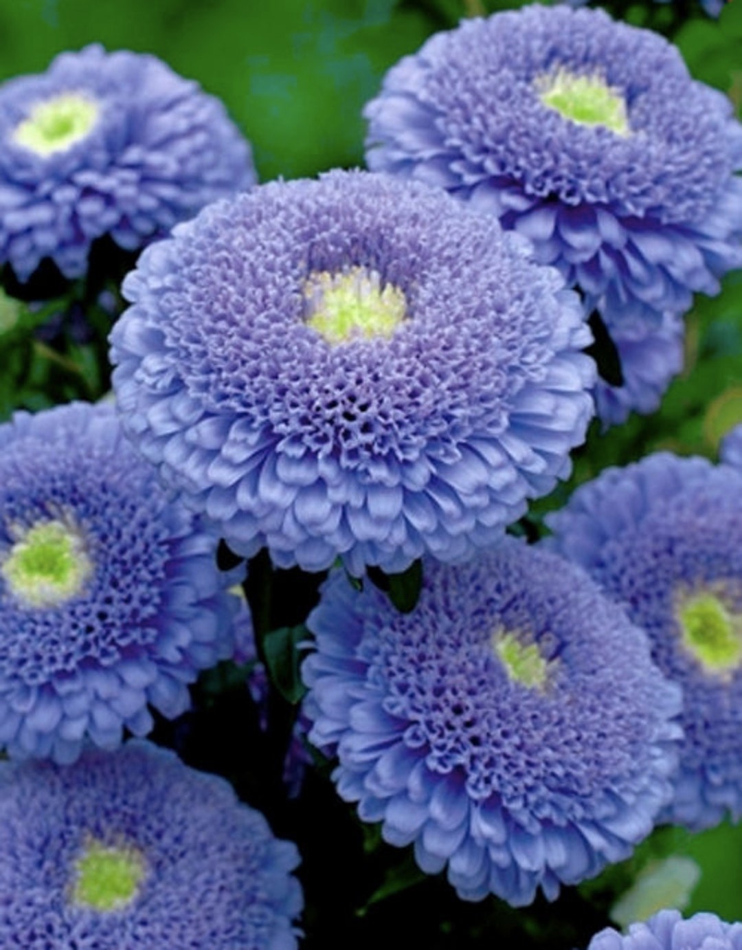 25 Double-flowered Blue Aster Princess Christina Seeds / Callistephus ...
