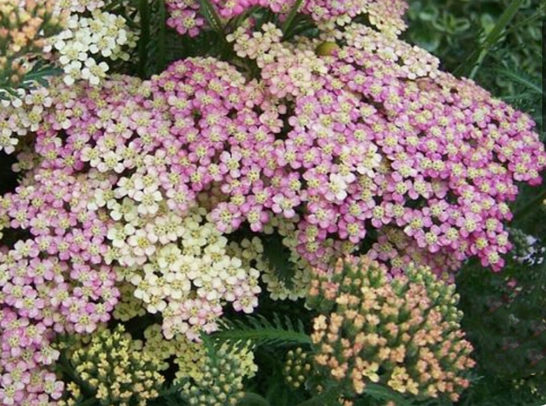 50+ Pastel Shades Yarrow Mix Flower Seeds / Achillea Millefolium Seeds ...