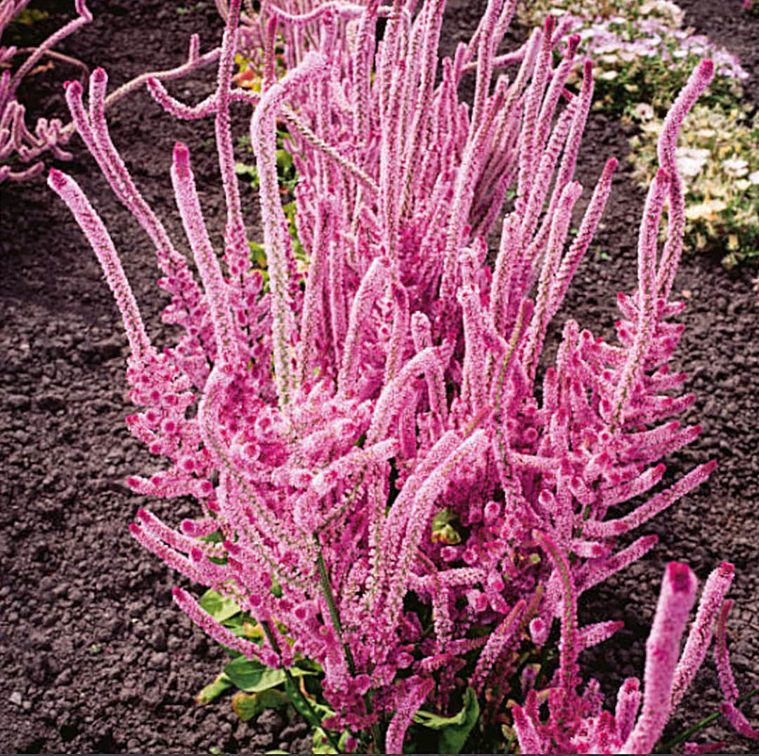 Limonium Suworowii, Pink Pokers, Russian Statice Seed, 100 Seeds - Etsy ...