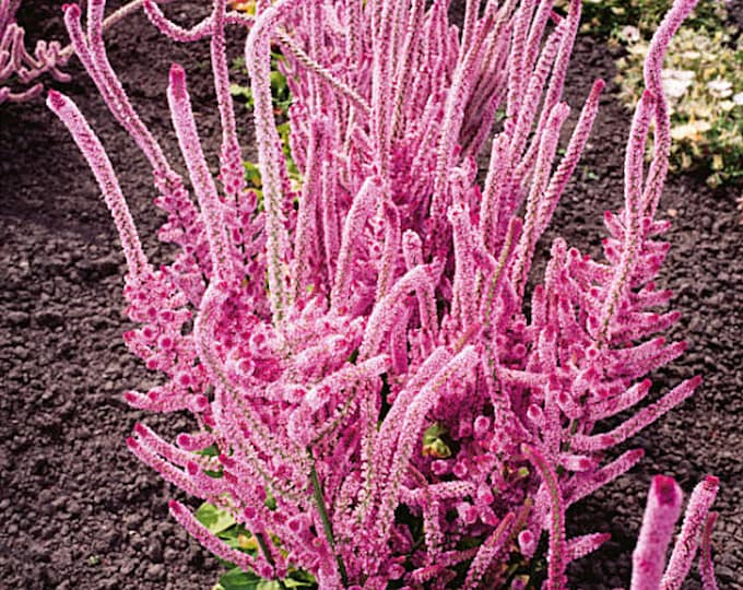 Limonium Suworowii, Pink Pokers, Russian Statice Seed, 100 Seeds - Etsy ...