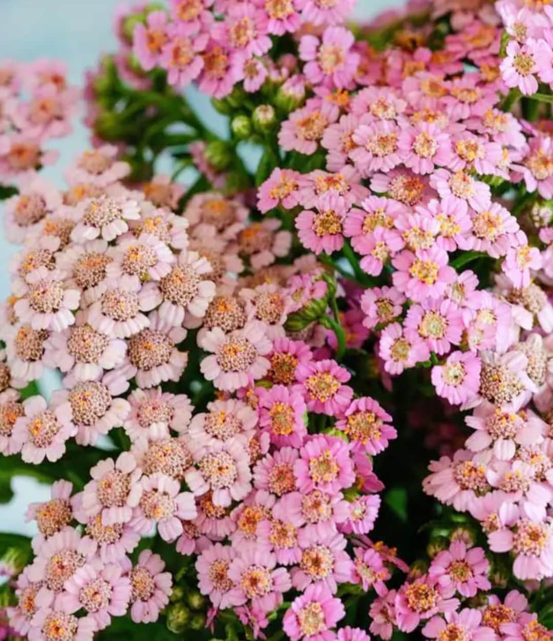 50+ Siberian Pink Yarrow 'love Parade' Seeds / ACHILLEA Seed / Cottage ...