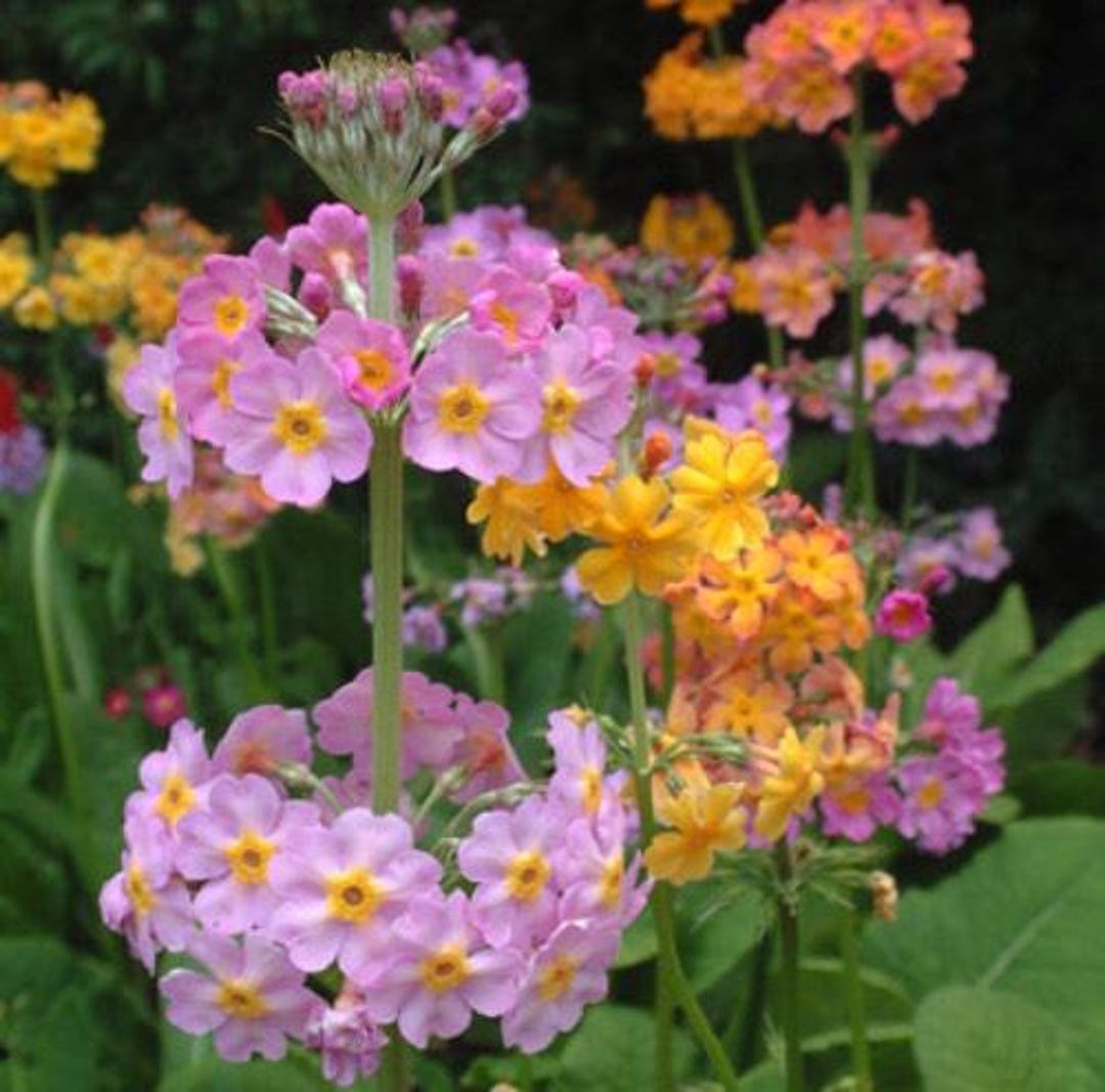 Rare Candelabra Primrose Seeds, PRIMULA X Bulleesiana, English Cottage ...