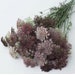 50+ Dara Daucus Flower Seeds / Daucus Carota /false Queen Anne's Lace ...