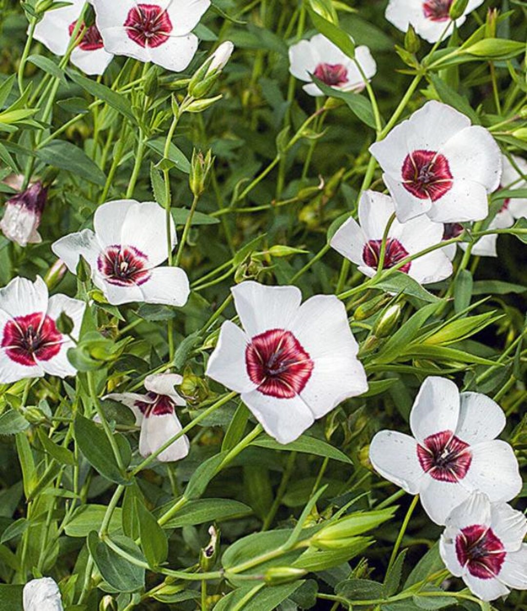 50+ Flax 'bright Eyes' Seeds / Linum Grandiflorum /cottage Garden ...